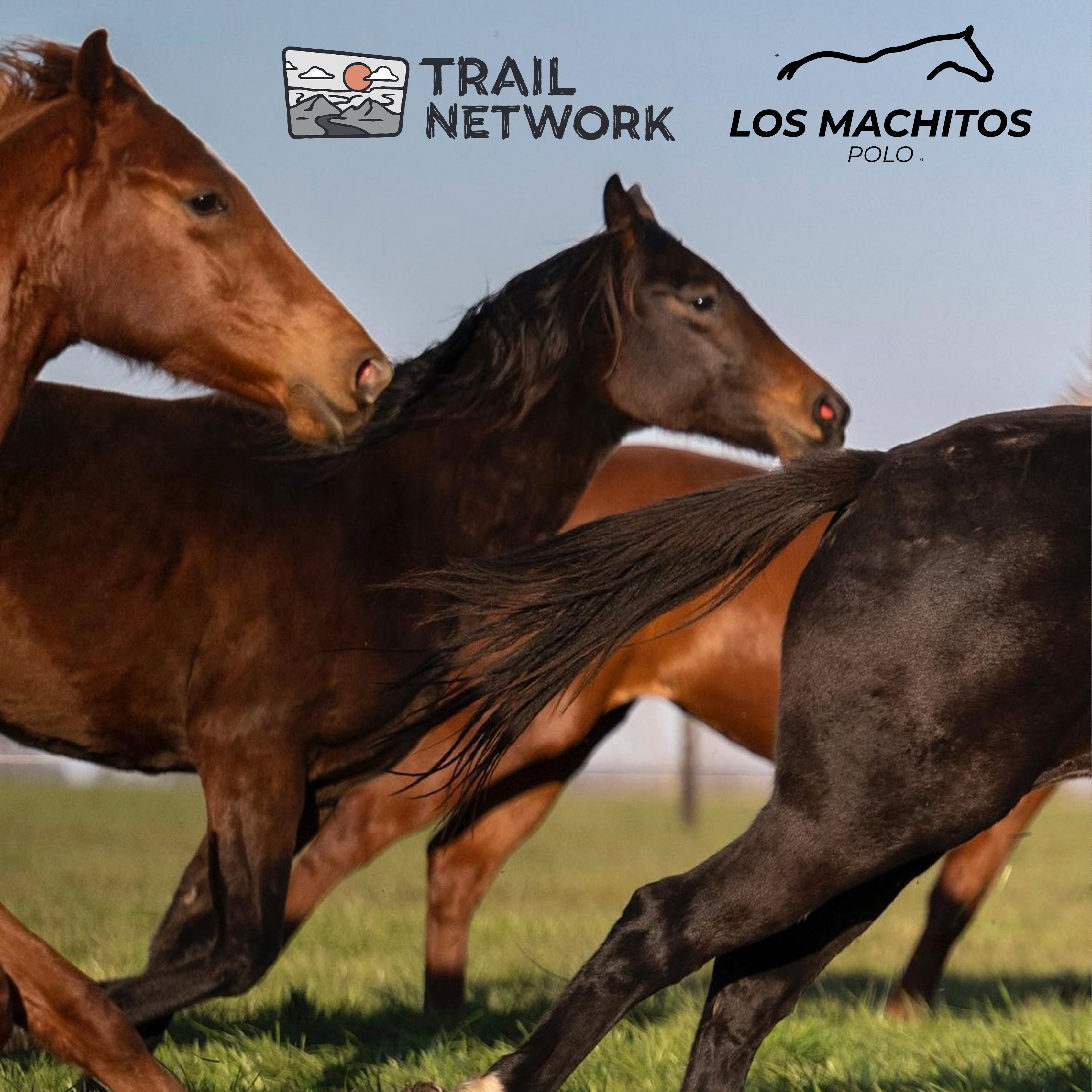 Los Machitos – Greenwich Polo Club Shop